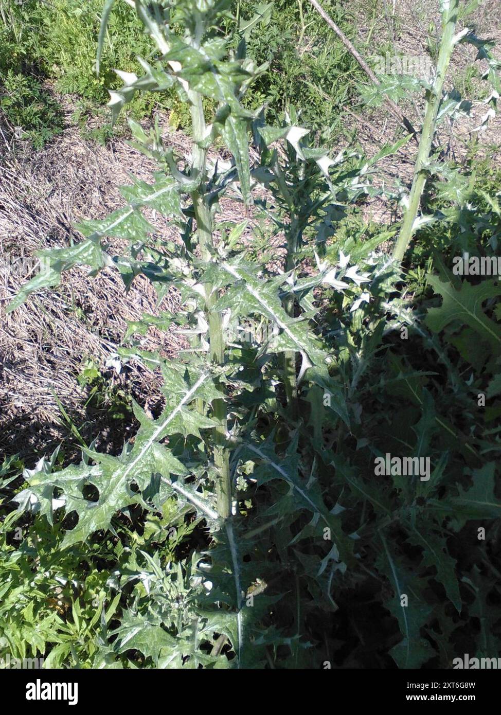 Texas Thistle (Cirsium texanum) Plantae Stock Photo - Alamy
