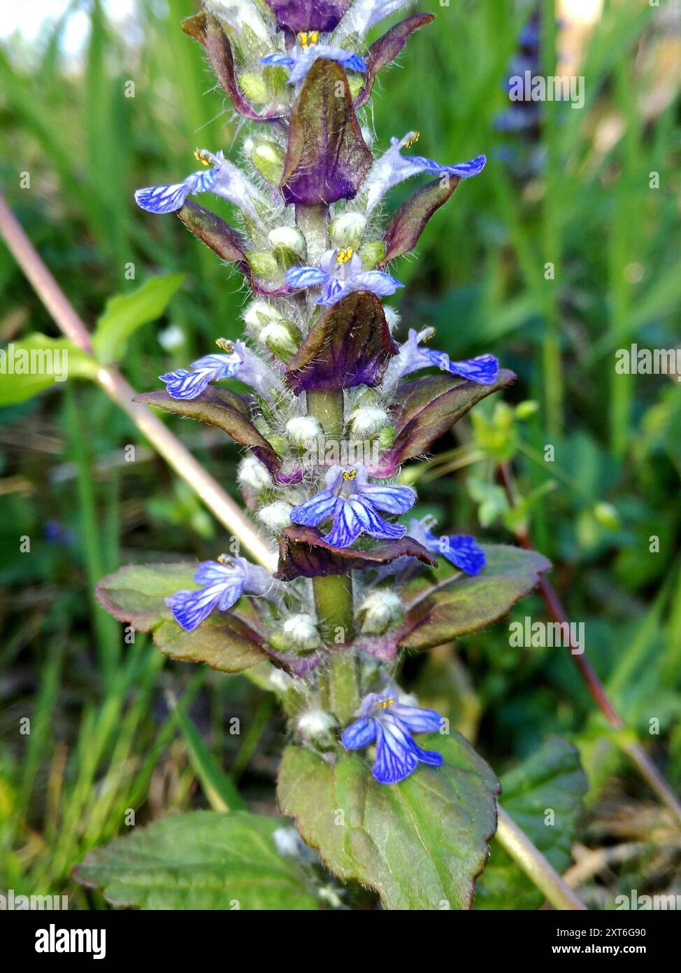 carpet bugle (Ajuga reptans) Plantae Stock Photo - Alamy