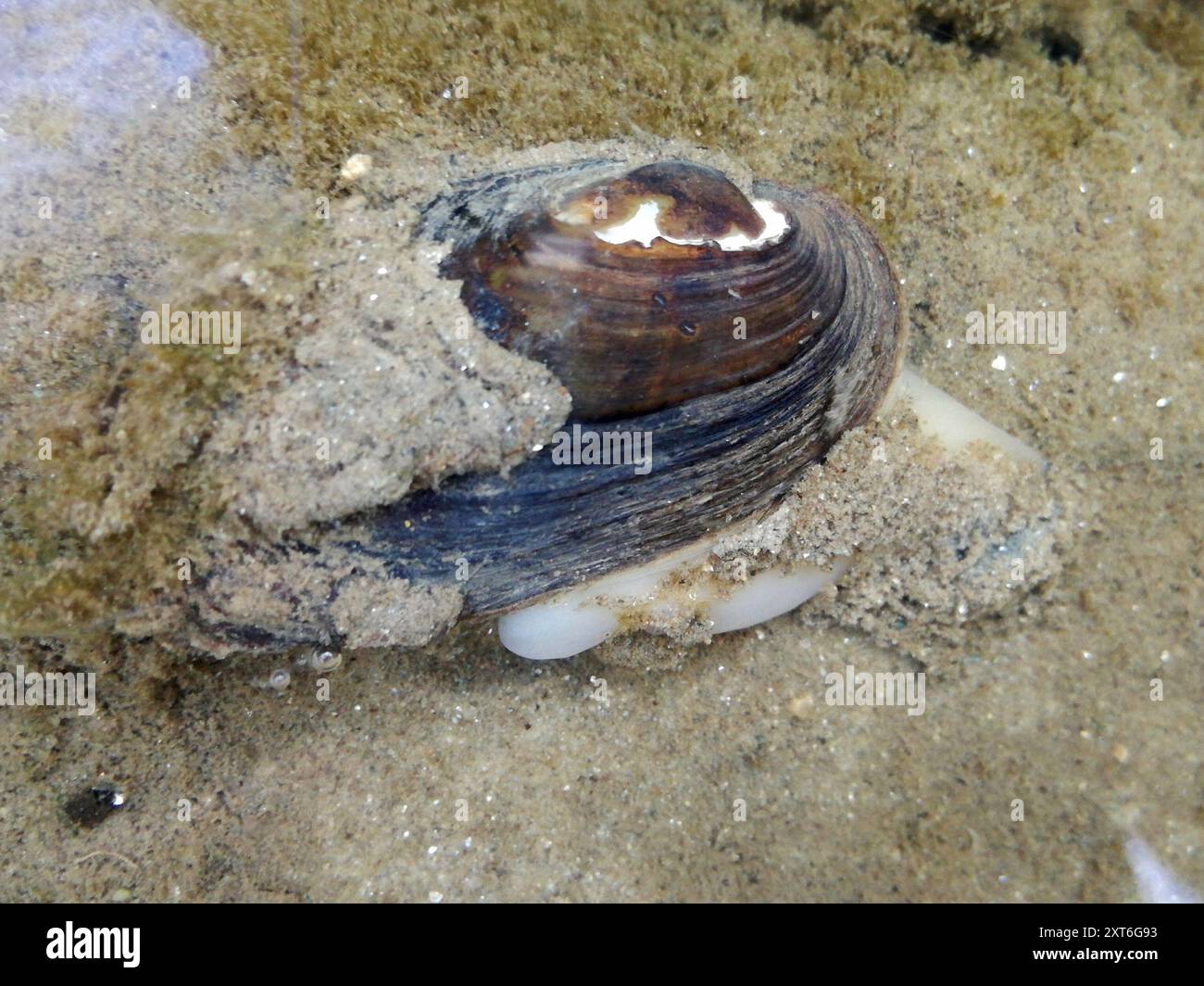 Unio crassus hi-res stock photography and images - Alamy