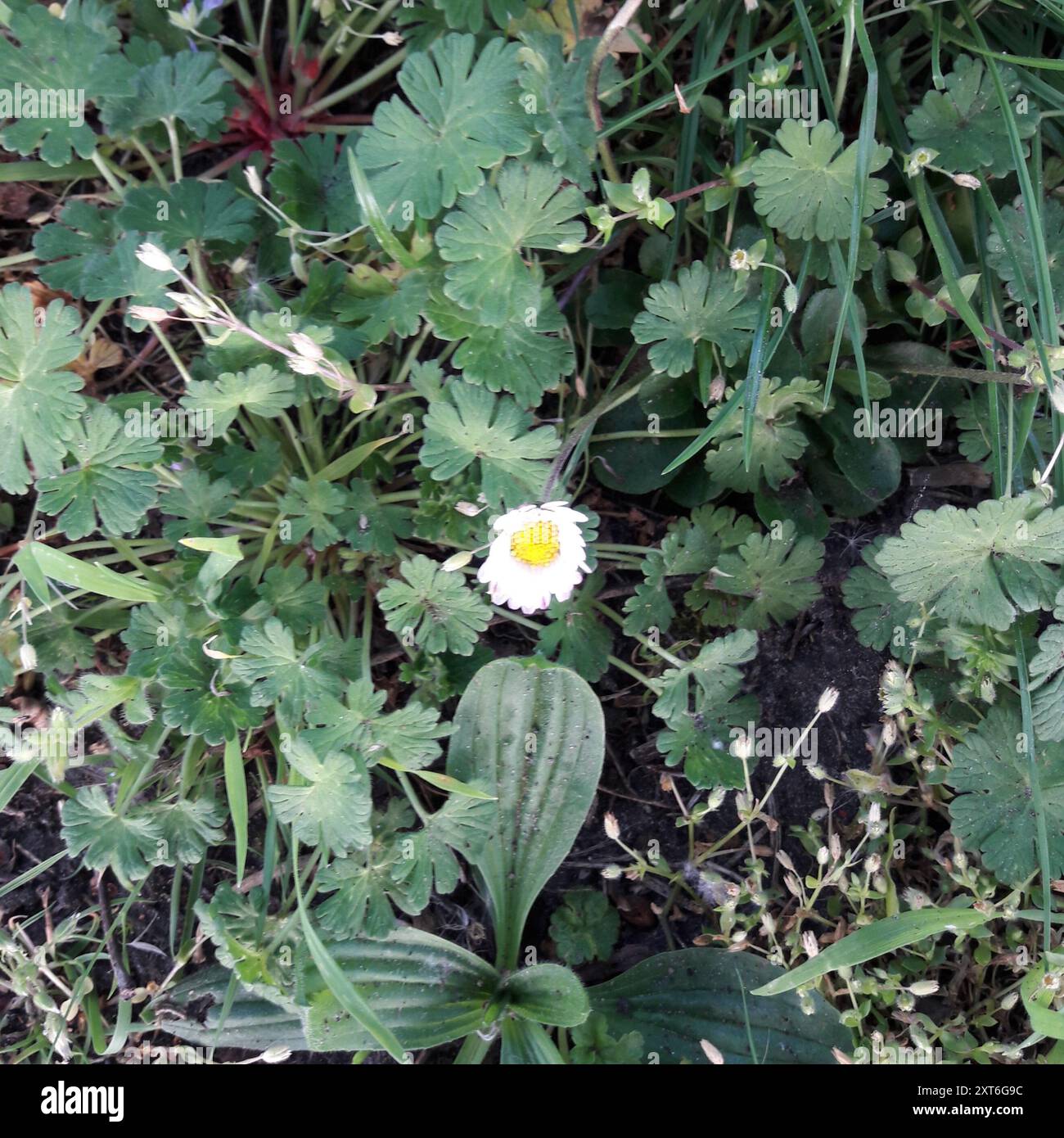 Lawn daisy (Bellis perennis) Plantae Stock Photo - Alamy