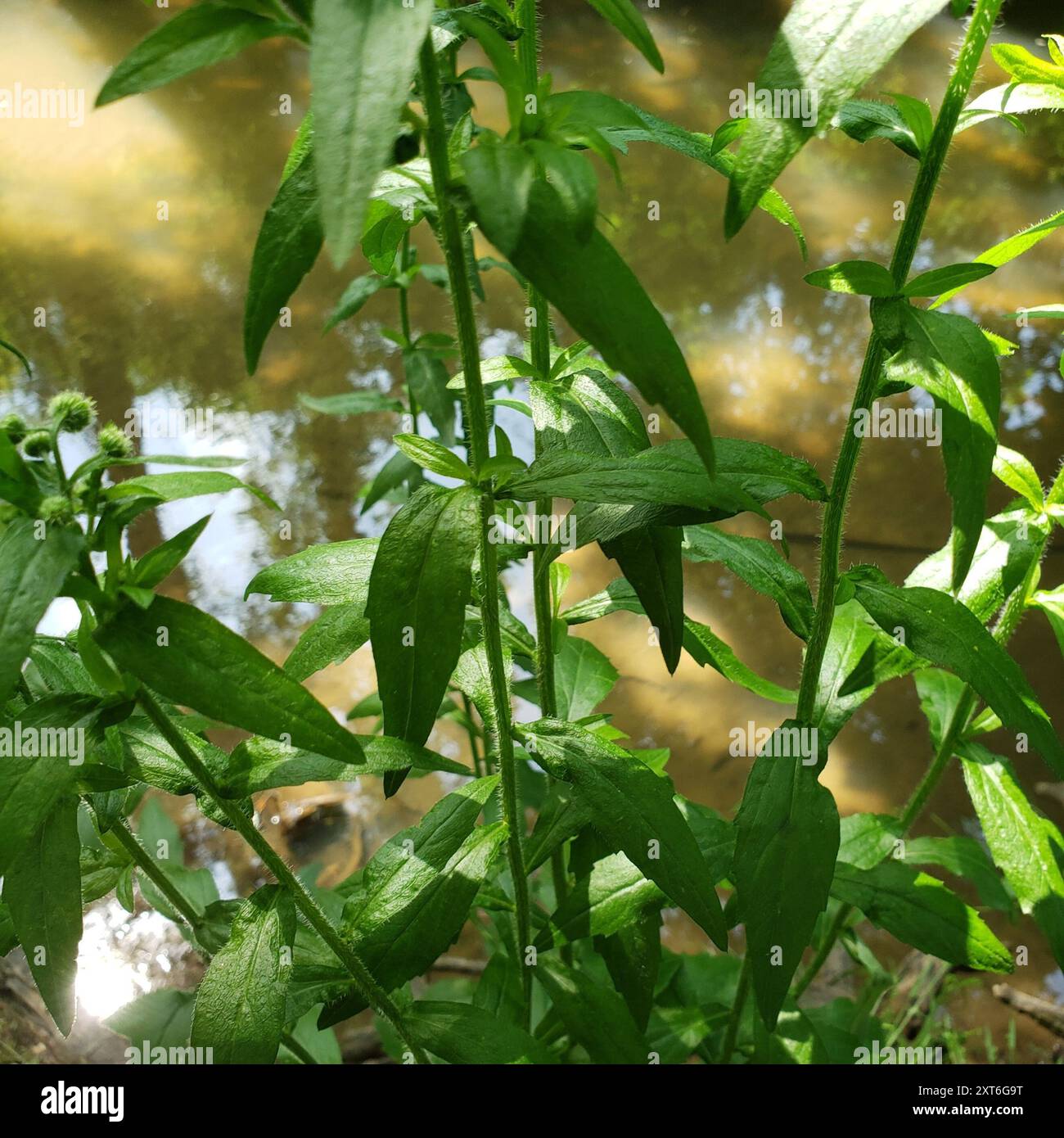 plants (Plantae) Plantae Stock Photo - Alamy