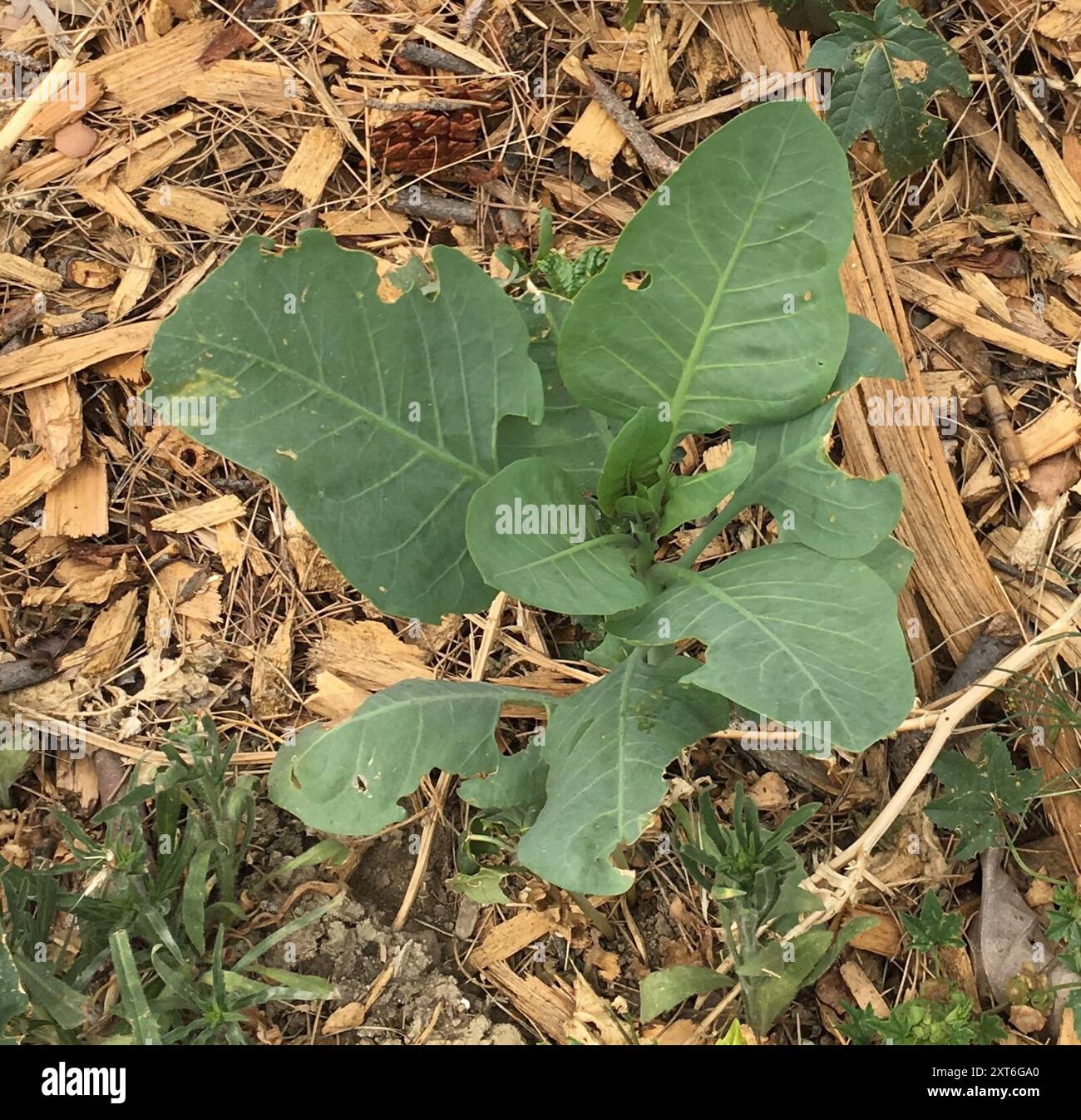 tree tobacco (Nicotiana glauca) Plantae Stock Photo - Alamy