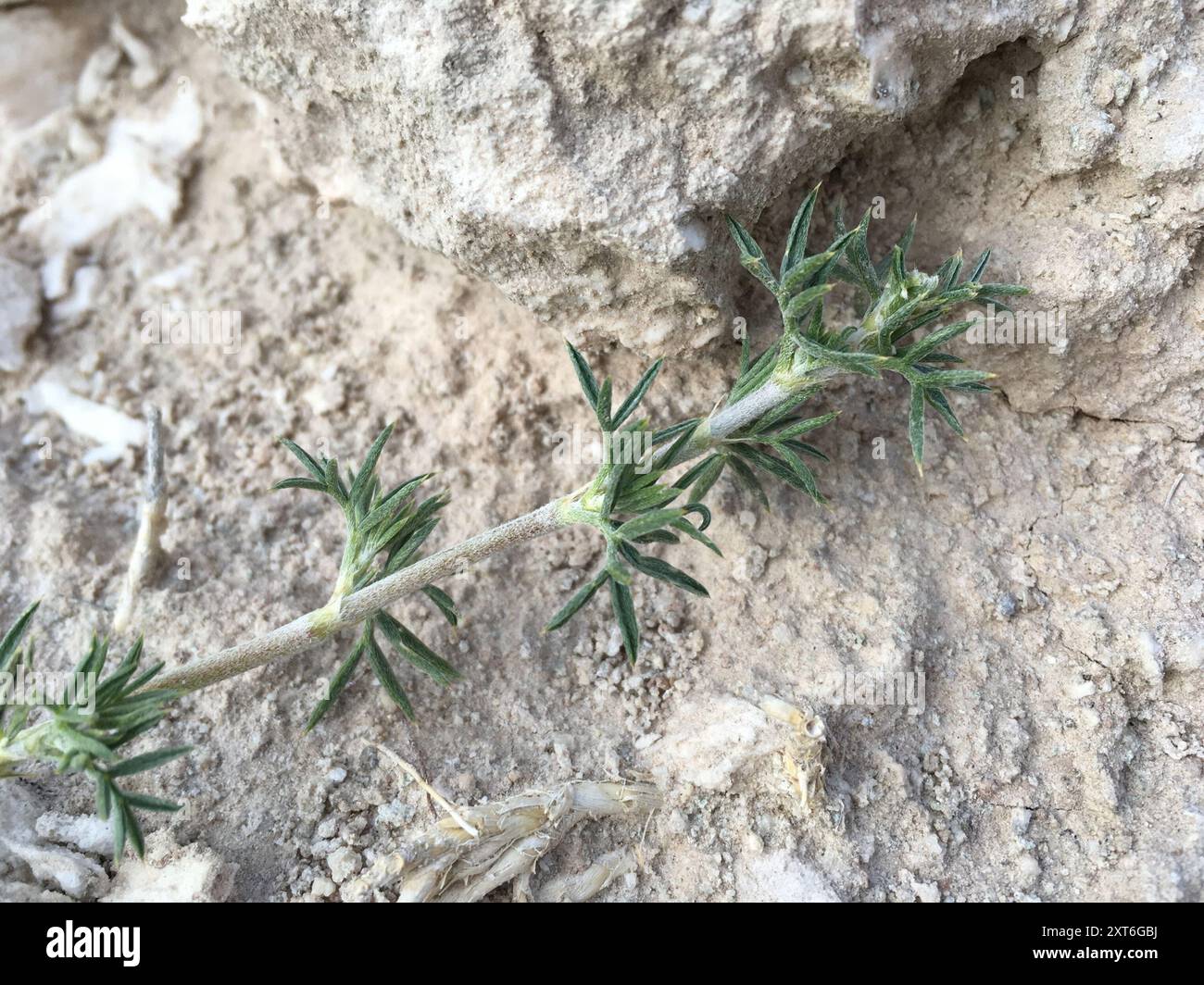 Spiny Milkvetch (Astragalus kentrophyta) Plantae Stock Photo - Alamy