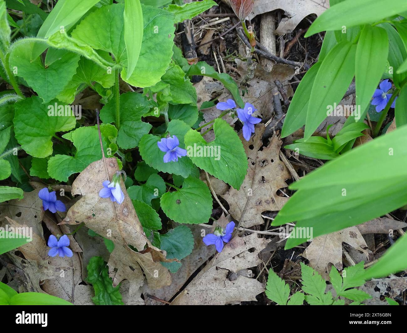 common blue violet (Viola sororia) Plantae Stock Photo - Alamy