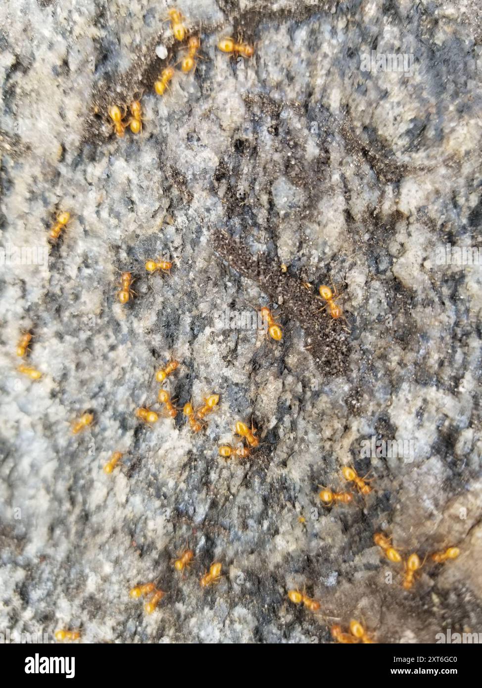 Citronella Ants (Acanthomyops) Insecta Stock Photo - Alamy