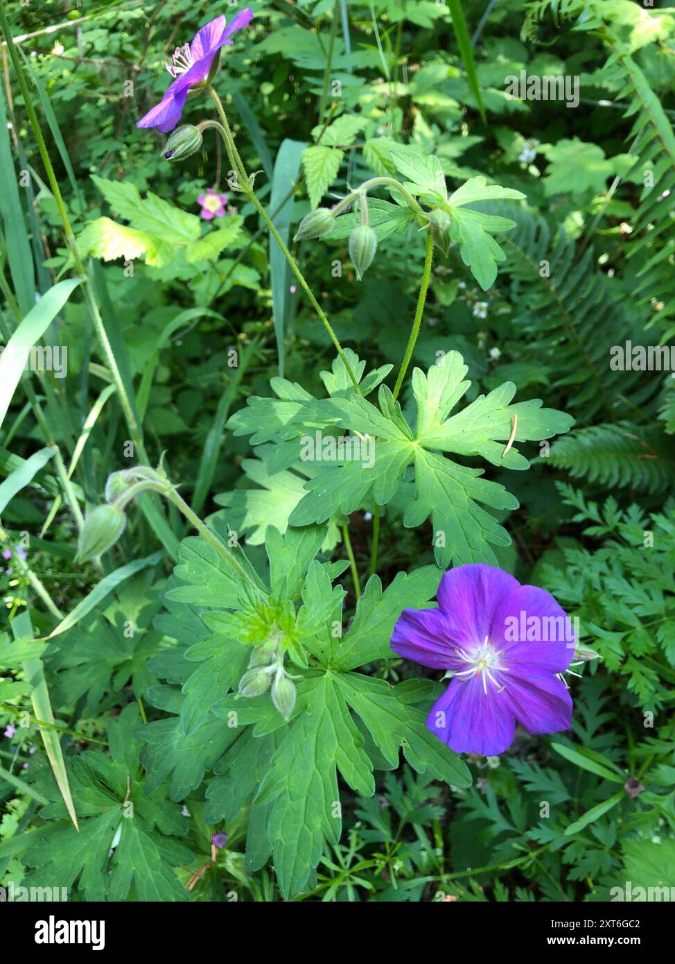 Oregon Crane's-bill (Geranium oreganum) Plantae Stock Photo - Alamy