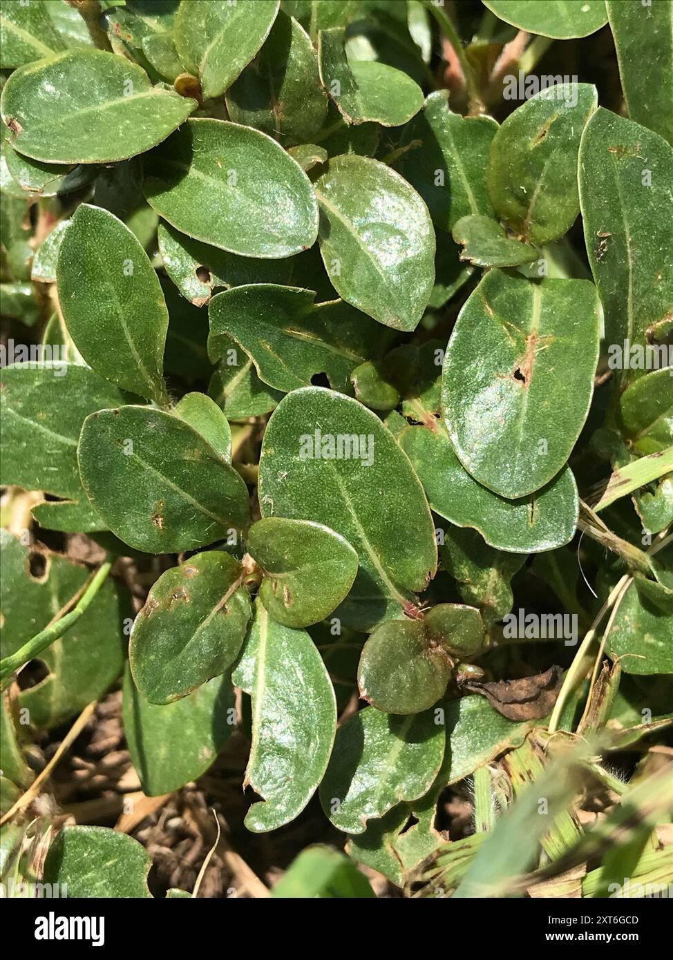 mat chaff-flower (Alternanthera caracasana) Plantae Stock Photo - Alamy