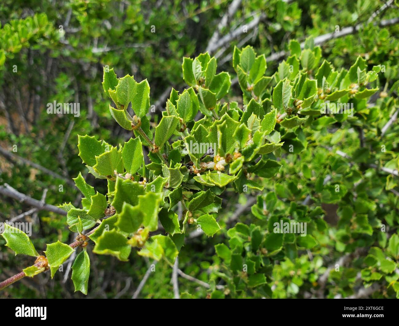 Cupped Leaf Ceanothus (Ceanothus perplexans) Plantae Stock Photo - Alamy