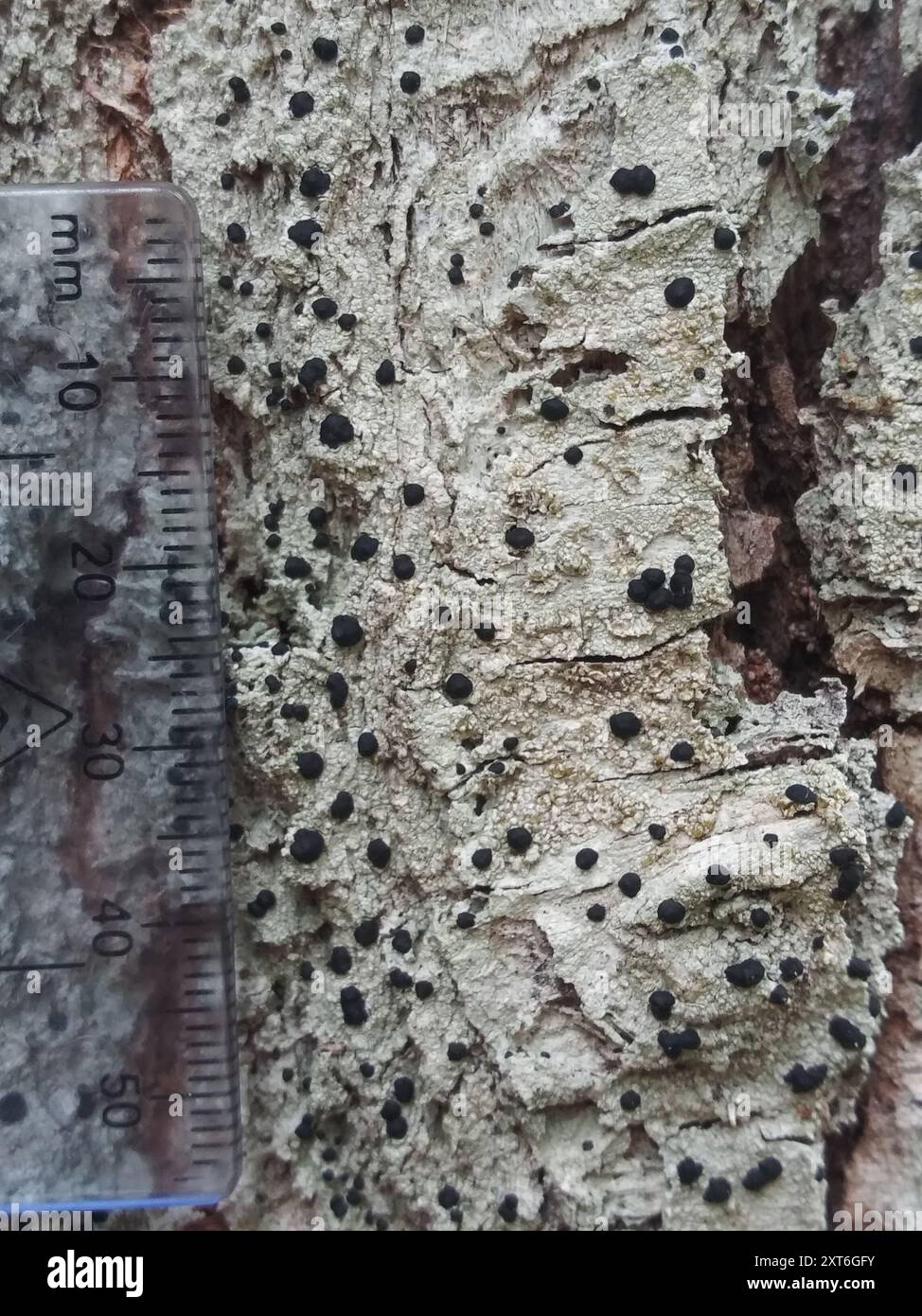 Bacidia hi-res stock photography and images - Alamy