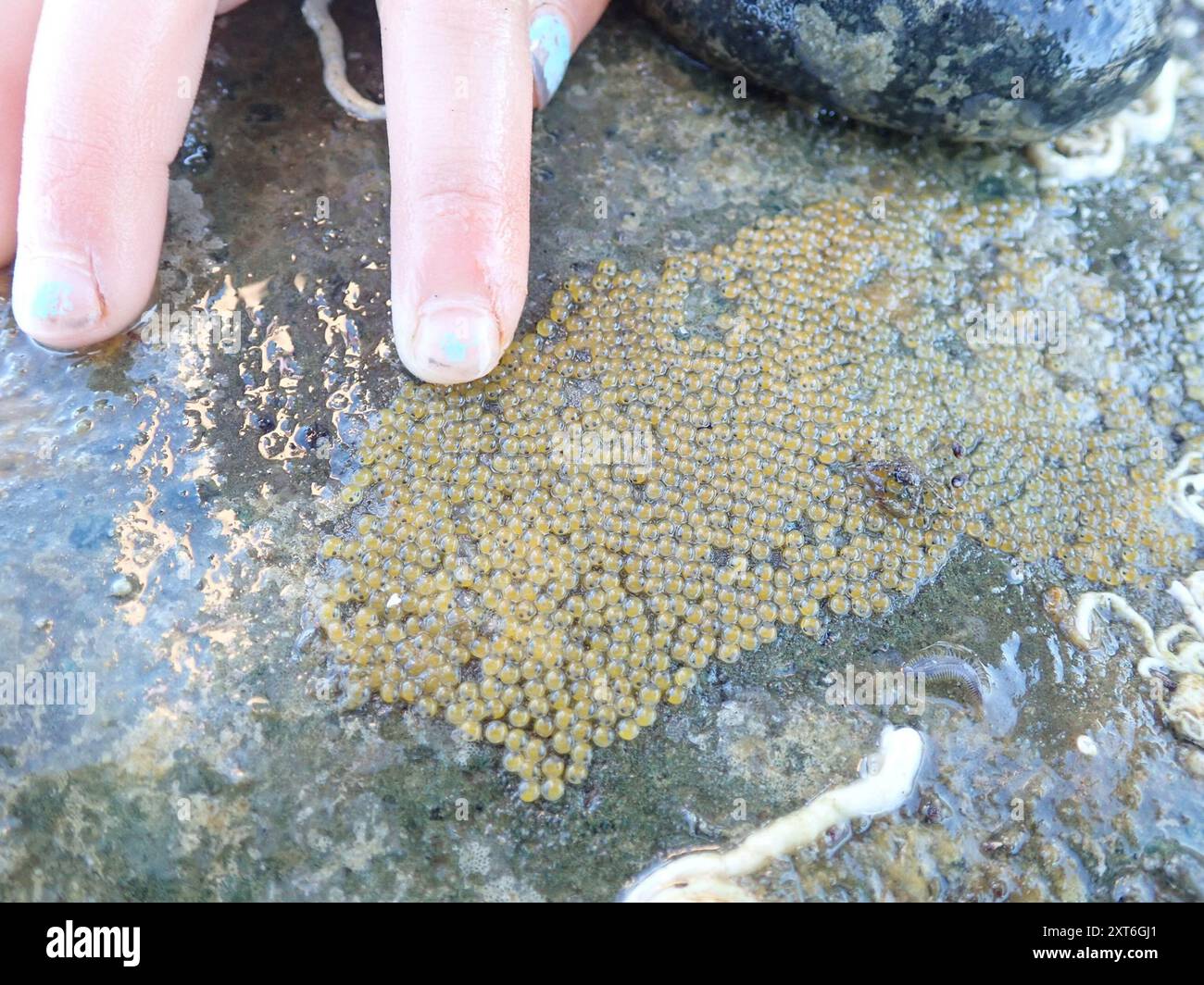 Northern Clingfish (Gobiesox maeandricus) Actinopterygii Stock Photo ...