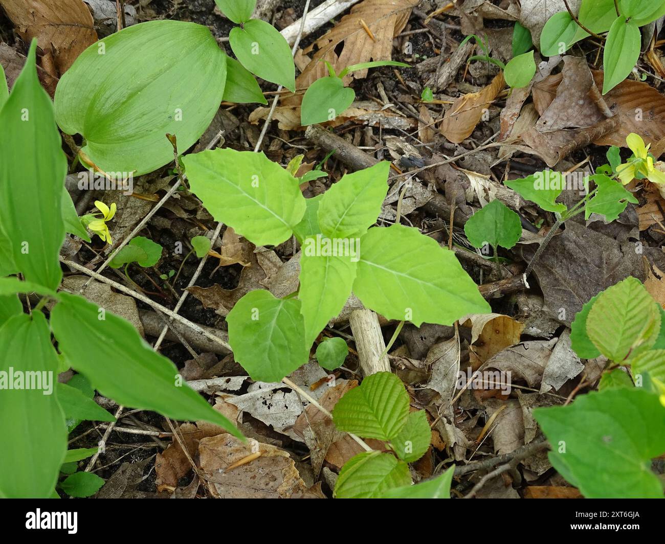 broadleaf enchanter's nightshade (Circaea canadensis) Plantae Stock ...