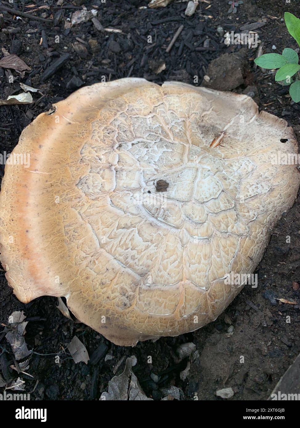 Trainwrecker (Neolentinus lepideus) Fungi Stock Photo - Alamy