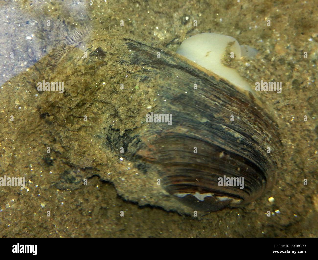 Unio crassus hi-res stock photography and images - Alamy
