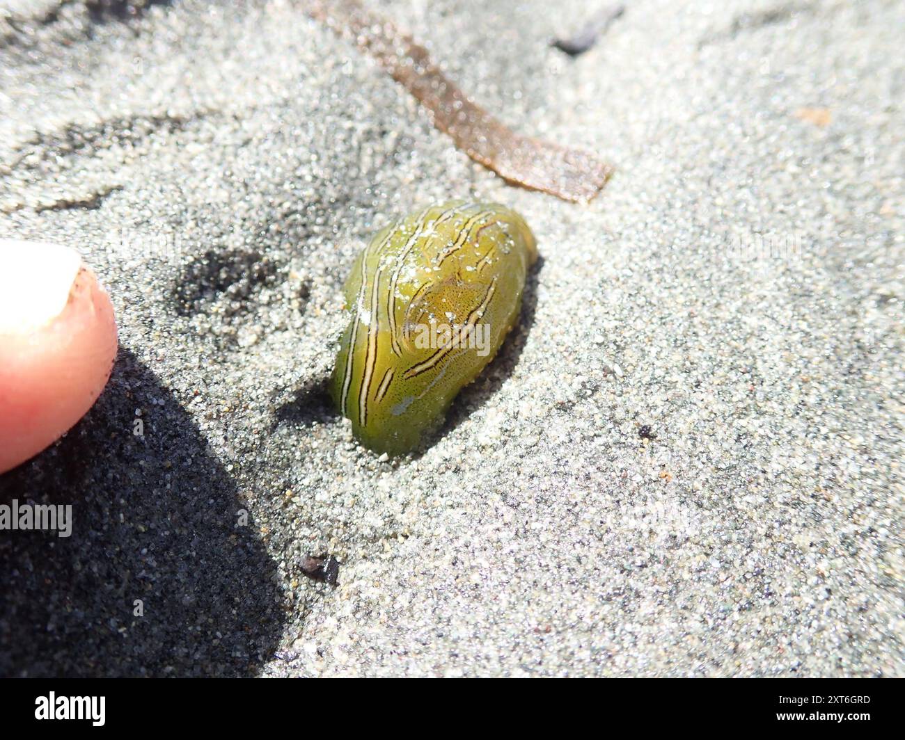 Taylor's Seahare (Phyllaplysia taylori) Mollusca Stock Photo - Alamy