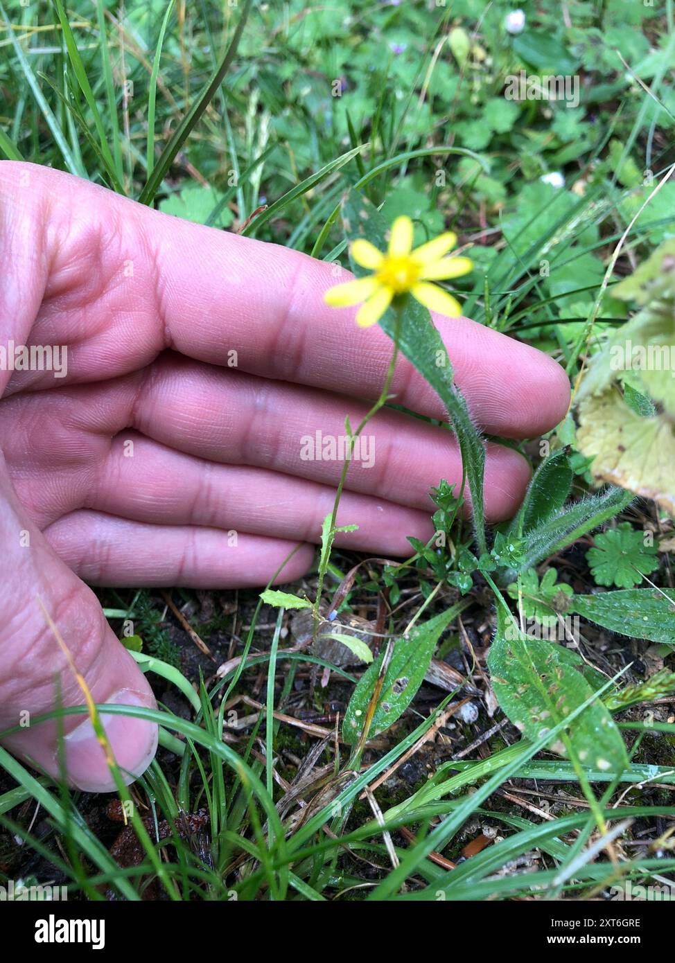 Eastern Groundsel (Senecio vernalis) Plantae Stock Photo - Alamy
