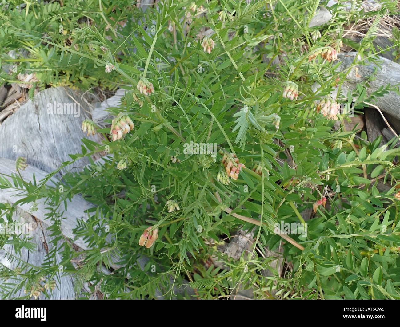 giant vetch (Vicia gigantea) Plantae Stock Photo - Alamy