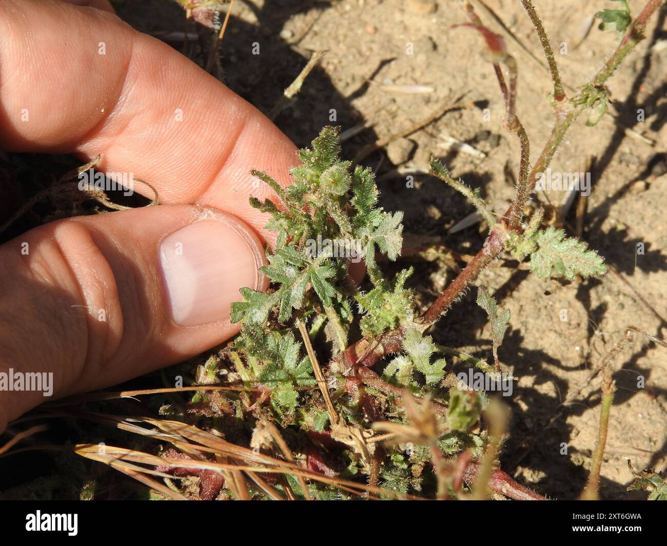 Mediterranean Stork's-bill (Erodium botrys) Plantae Stock Photo - Alamy