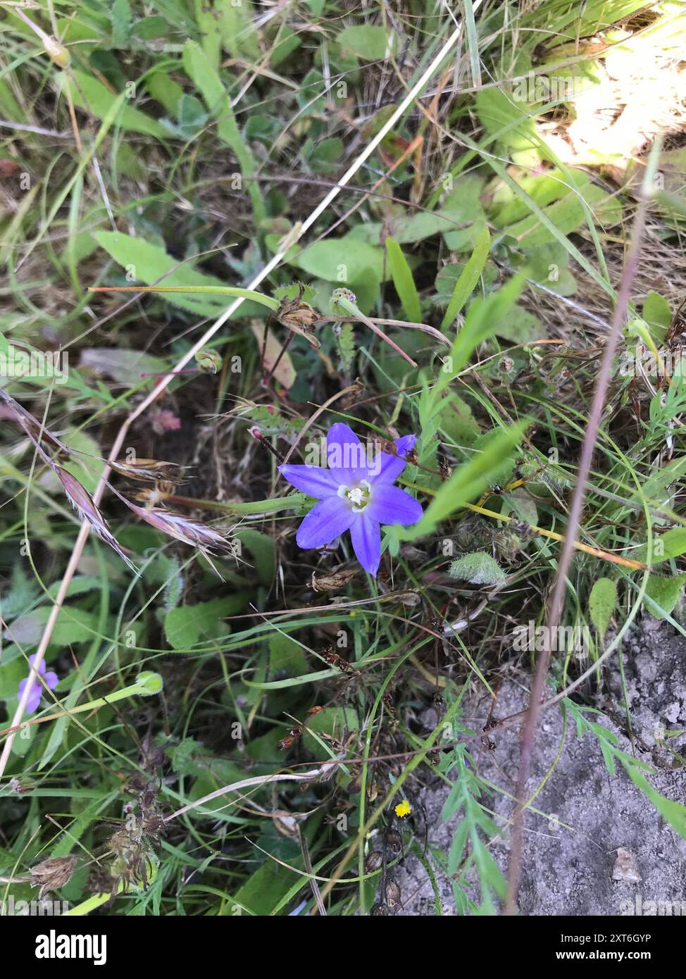 Dwarf Brodiaea (Brodiaea terrestris) Plantae Stock Photo - Alamy