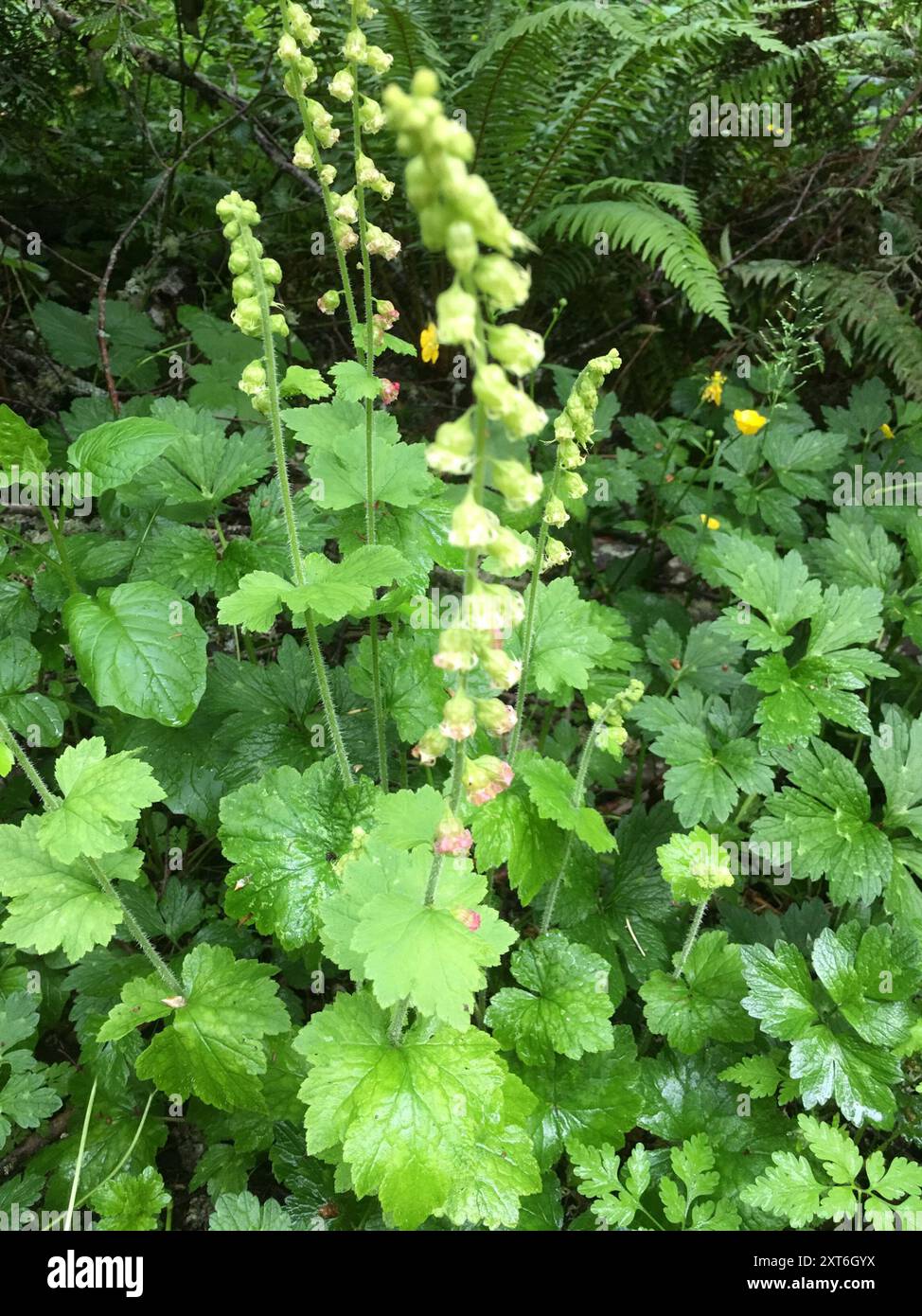 fringe cups (Tellima grandiflora) Plantae Stock Photo - Alamy