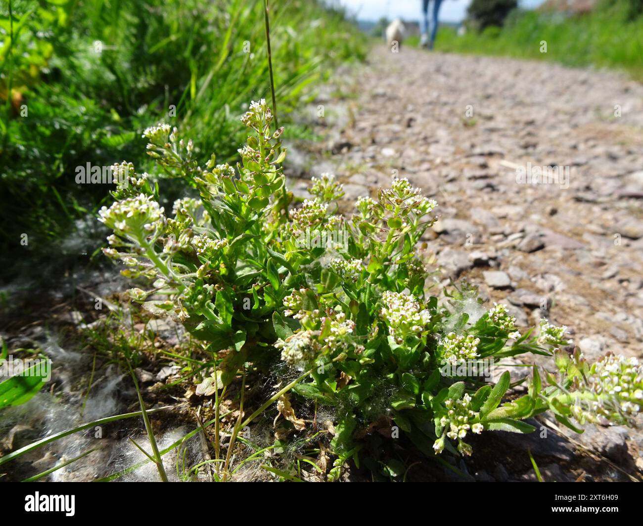 field peppergrass (Lepidium campestre) Plantae Stock Photo - Alamy