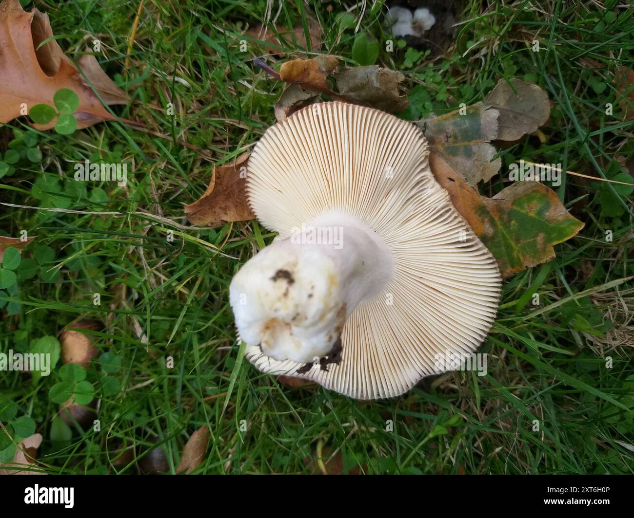 Purple Swamp Brittlegill (Russula nitida) Fungi Stock Photo - Alamy