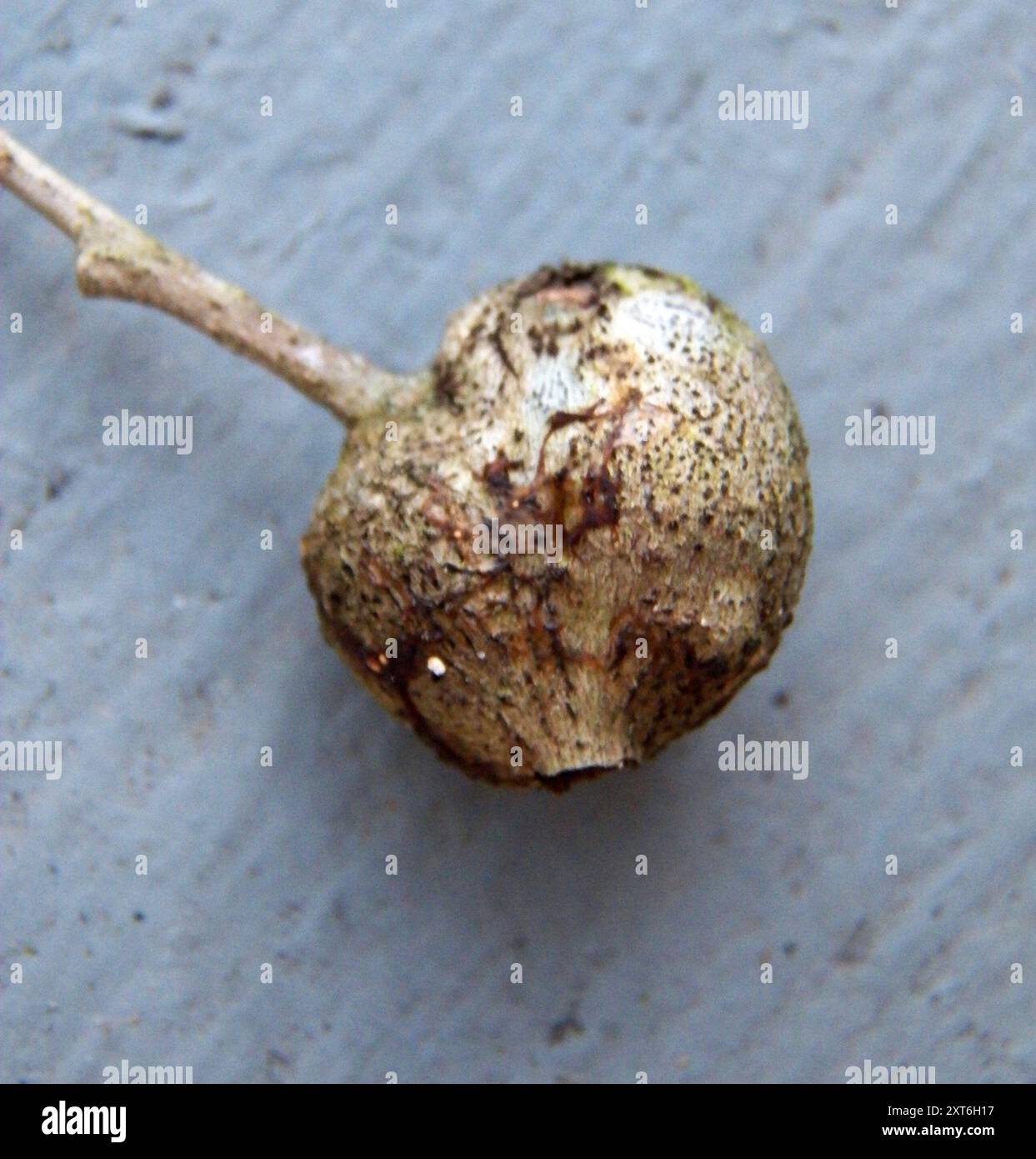 Southern Live Oak Stem Gall Wasp (Callirhytis quercusbatatoides ...
