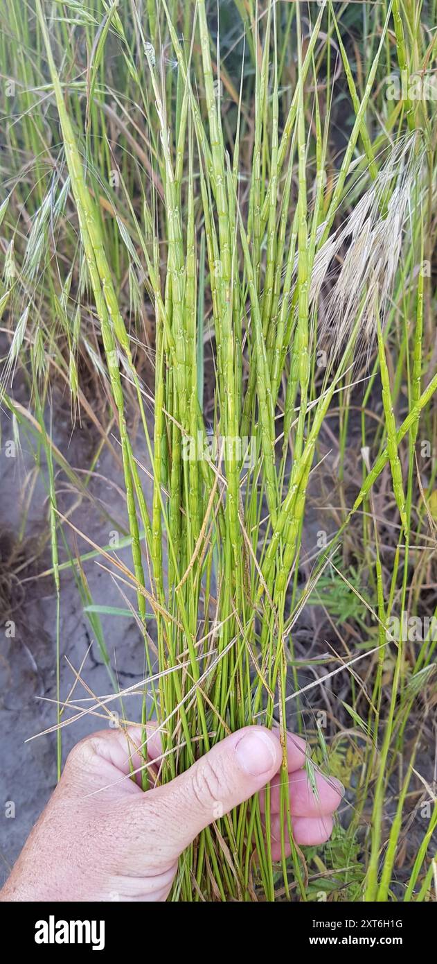 jointed goat grass (Aegilops cylindrica) Plantae Stock Photo - Alamy