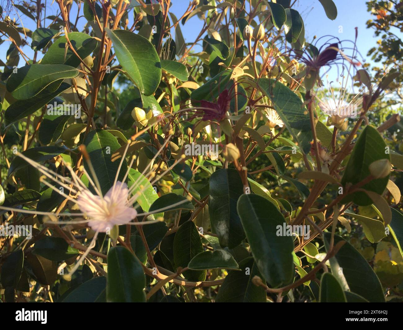 Jamaican caper (Quadrella cynophallophora) Plantae Stock Photo - Alamy