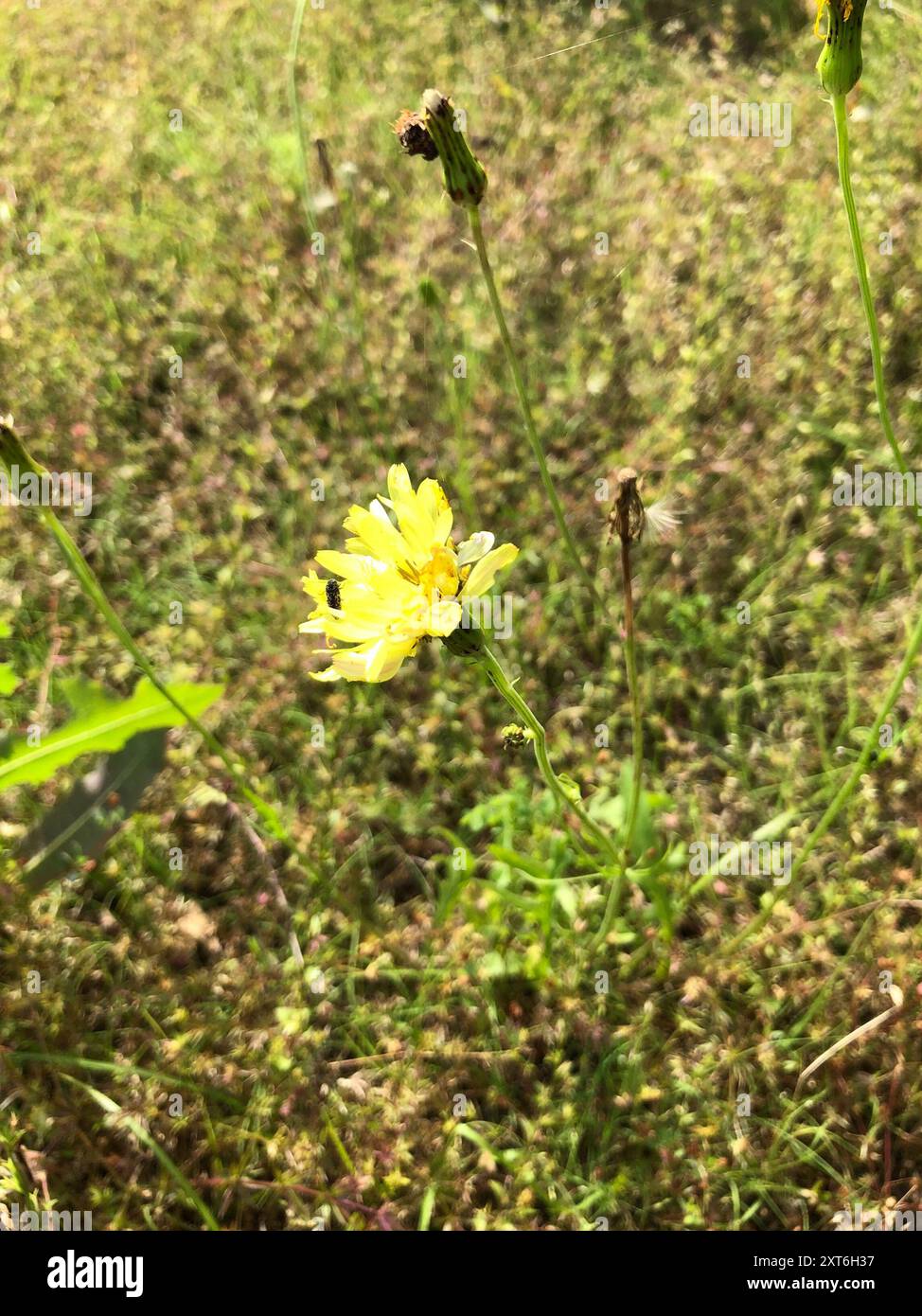smallflower desert-chicory (Pyrrhopappus pauciflorus) Plantae Stock ...