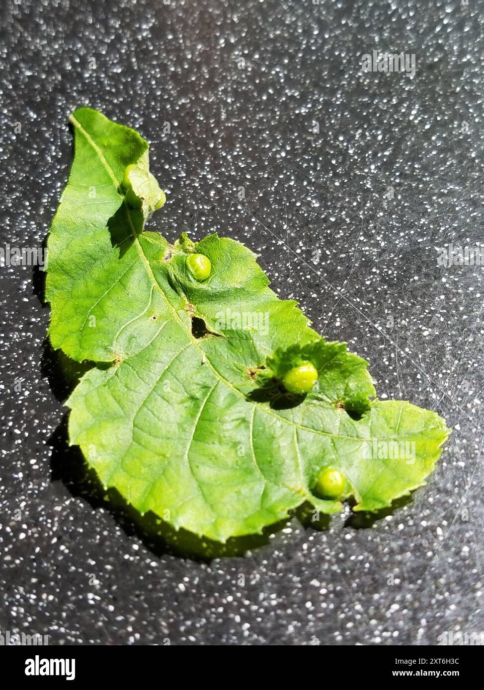 Phylloxeras (Phylloxera) Insecta Stock Photo - Alamy