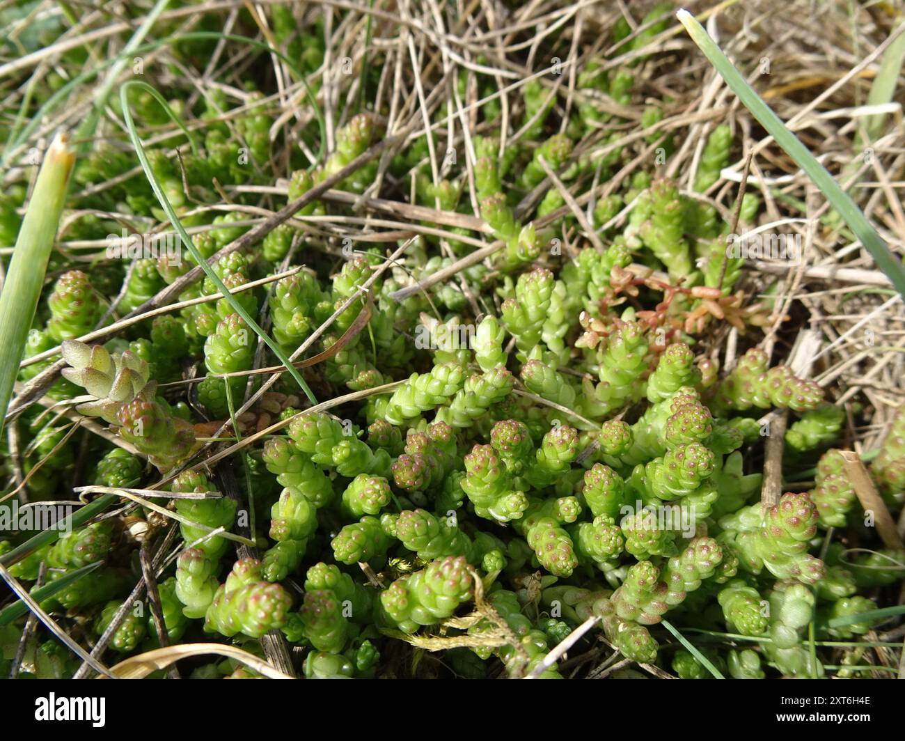 Biting Stonecrop (Sedum acre) Plantae Stock Photo - Alamy