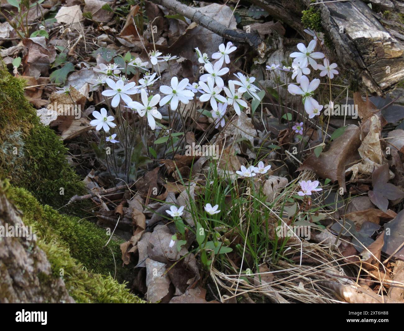 sharp-lobed hepatica (Hepatica acutiloba) Plantae Stock Photo - Alamy
