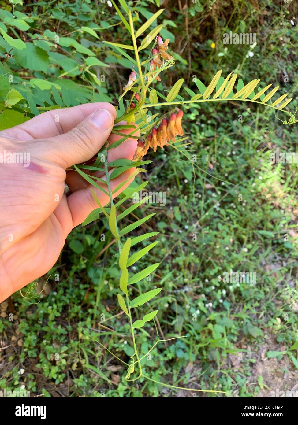 giant vetch (Vicia gigantea) Plantae Stock Photo - Alamy