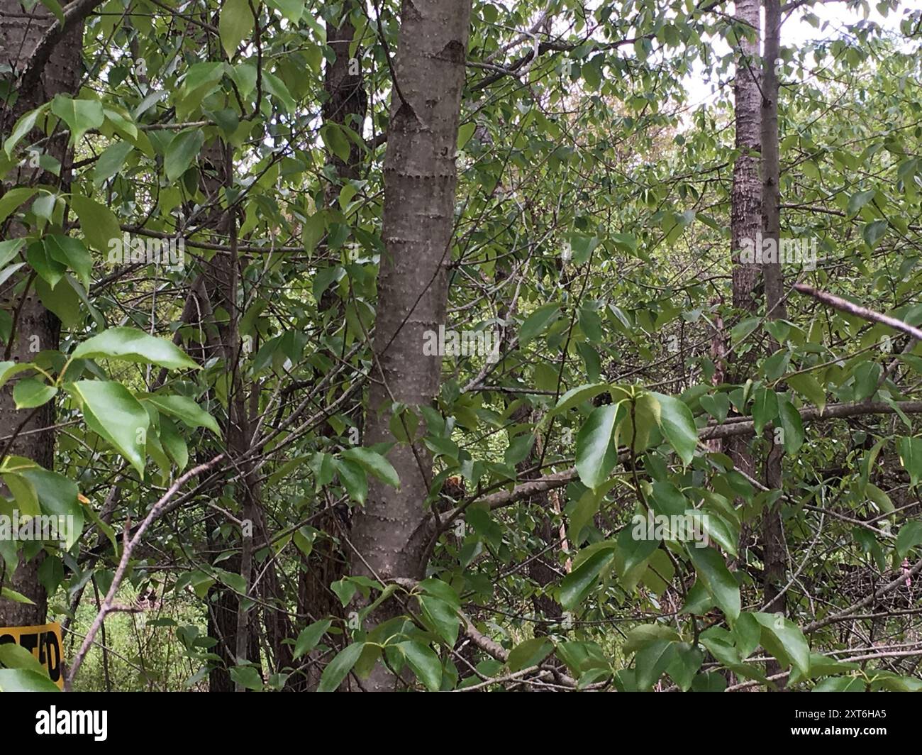 balsam poplar (Populus balsamifera) Plantae Stock Photo - Alamy