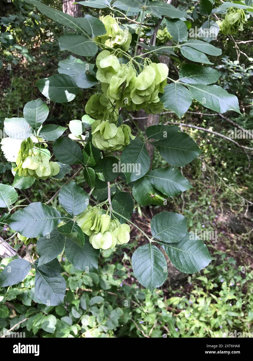 common hoptree (Ptelea trifoliata) Plantae Stock Photo - Alamy