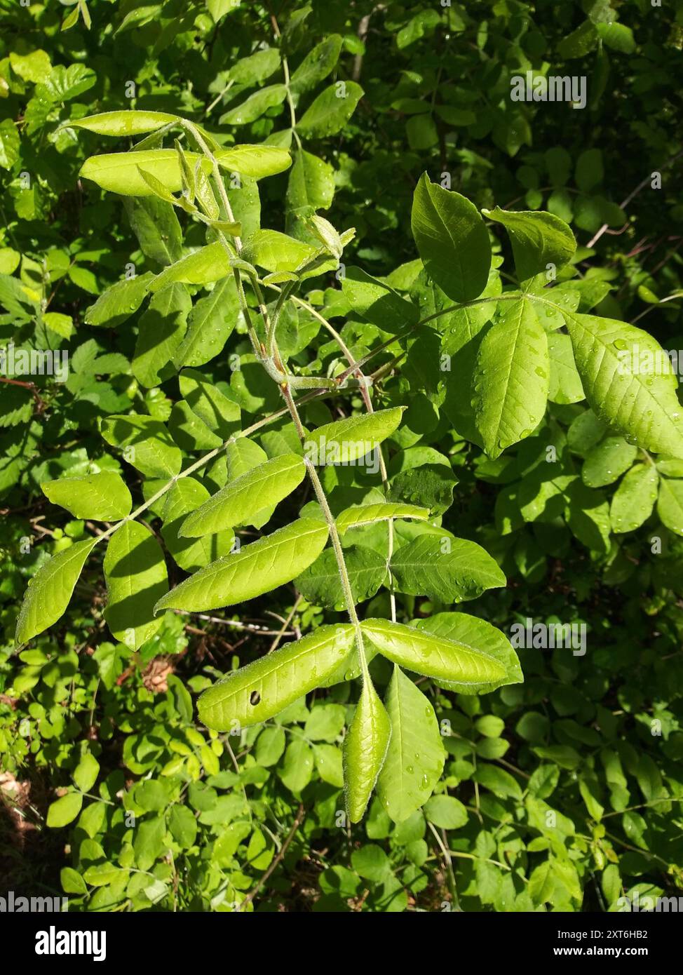 Oregon Ash (Fraxinus latifolia) Plantae Stock Photo - Alamy