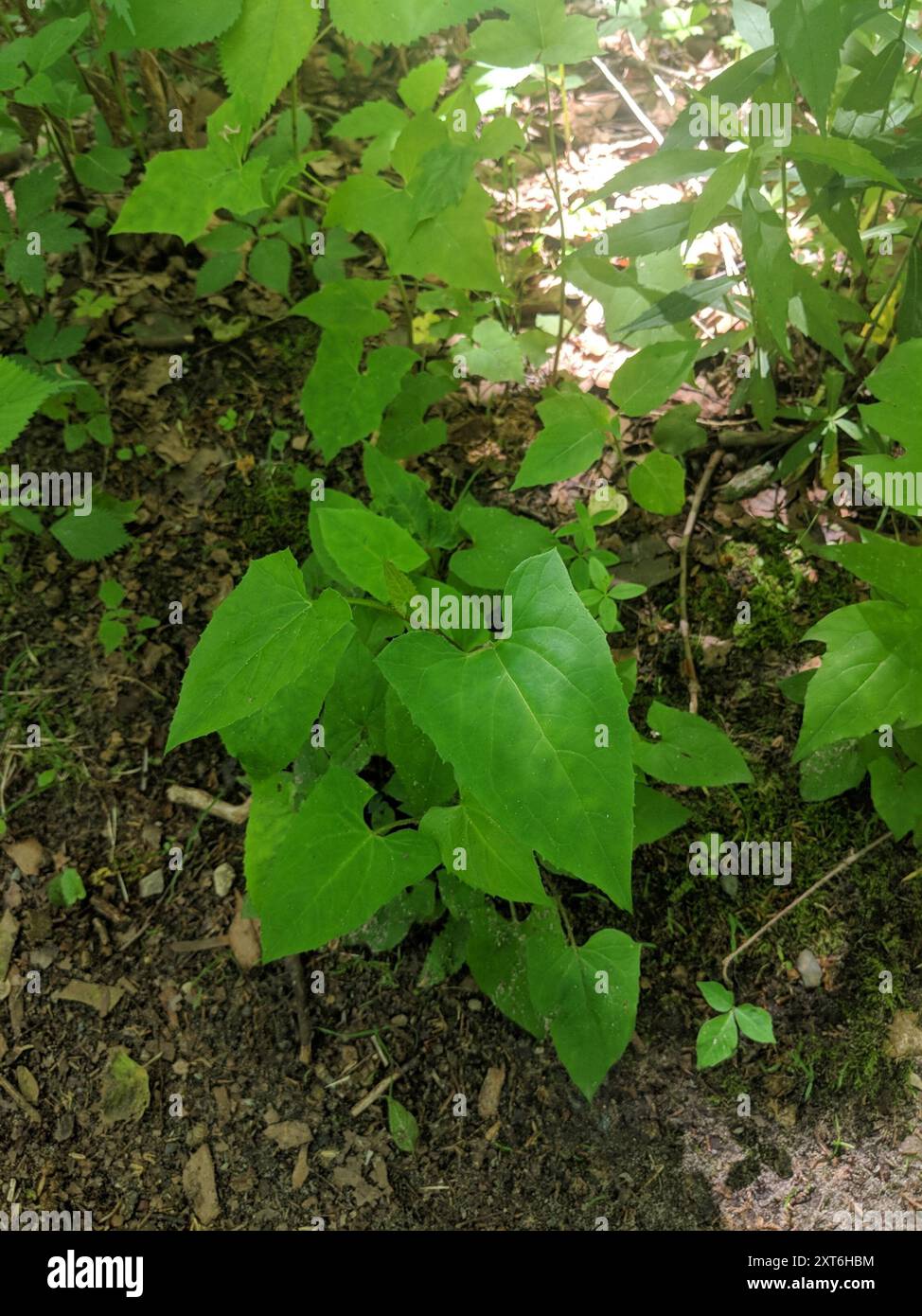 tall rattlesnake root (Nabalus altissimus) Plantae Stock Photo - Alamy