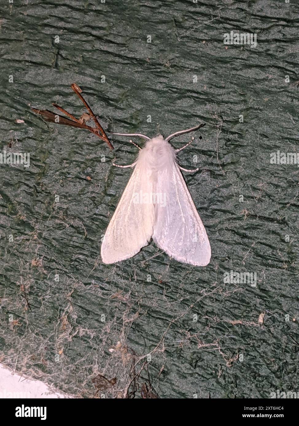 Fall Webworm Moth (Hyphantria cunea) Insecta Stock Photo - Alamy