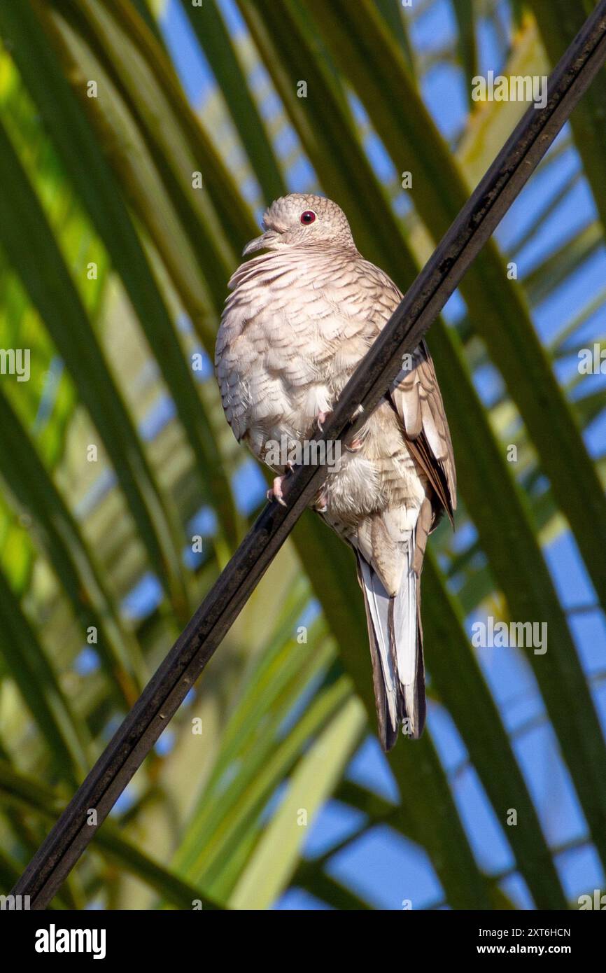 Inca Dove (Columbina inca) Aves Stock Photo - Alamy