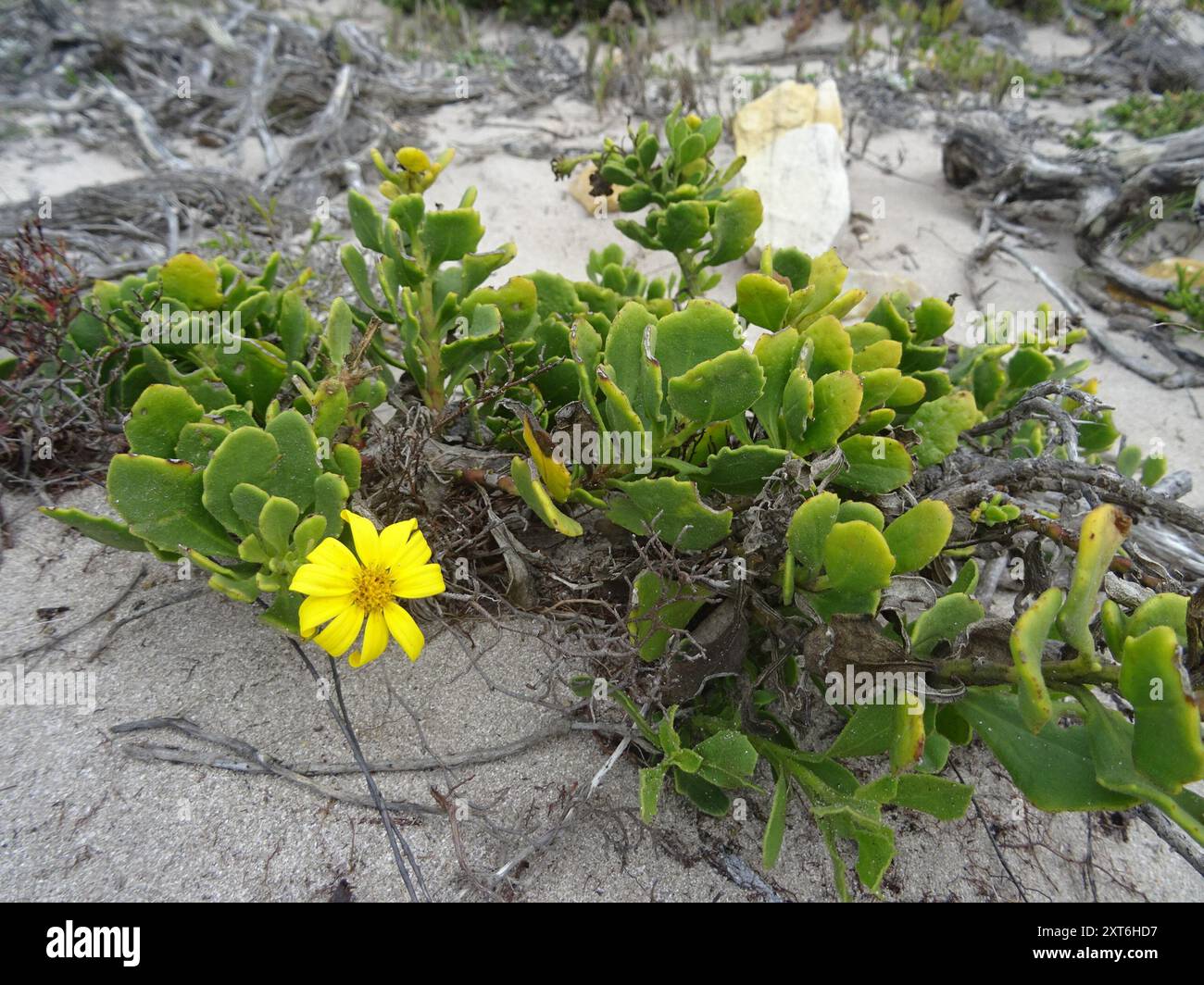 Bietou (Osteospermum moniliferum) Plantae Stock Photo - Alamy