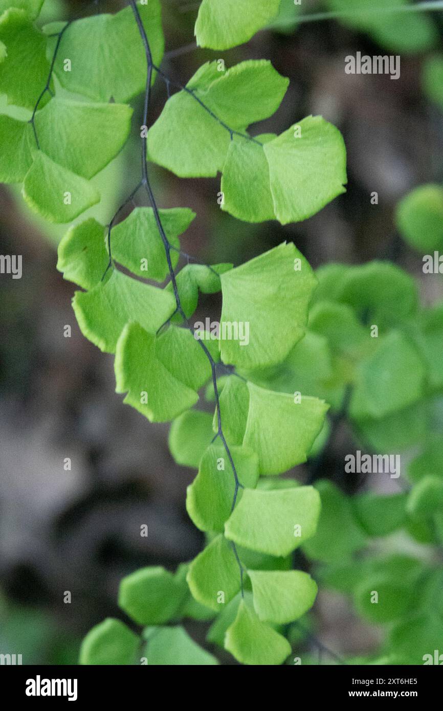 California Maidenhair Fern (Adiantum jordanii) Plantae Stock Photo - Alamy