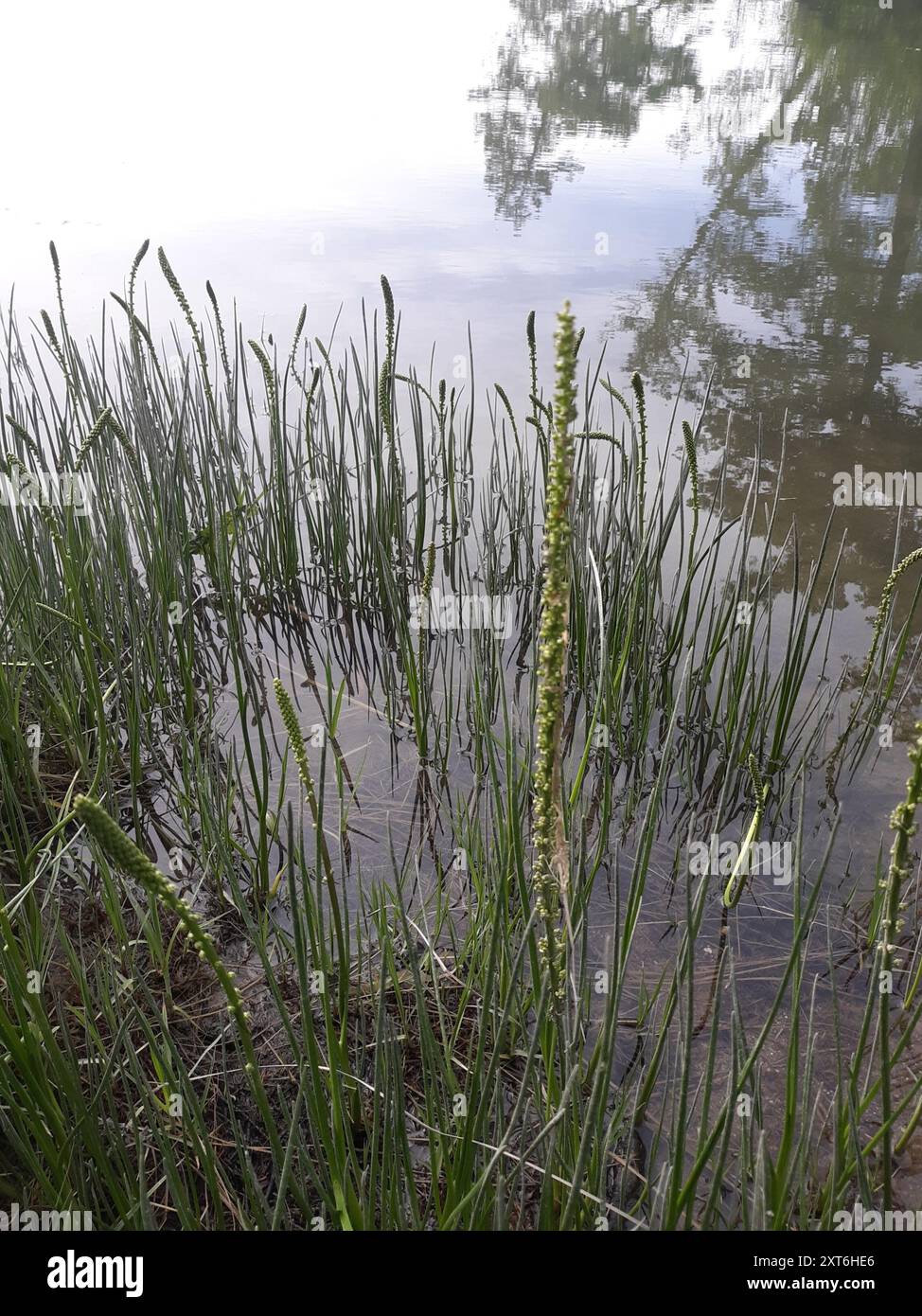 common arrowgrass (Triglochin maritima) Plantae Stock Photo - Alamy