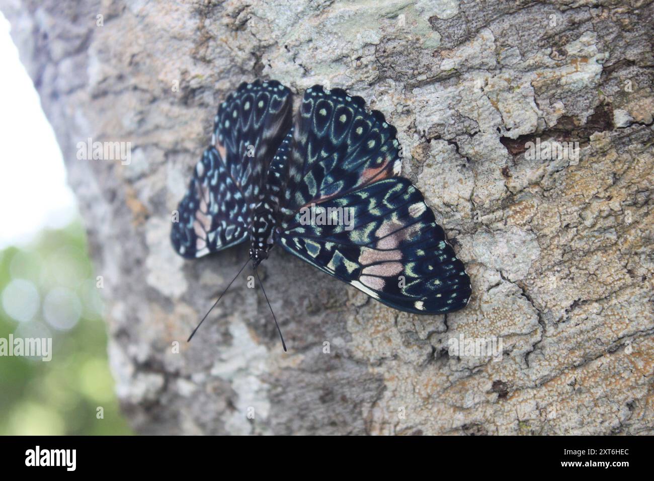 Red Cracker (Hamadryas amphinome) Insecta Stock Photo - Alamy