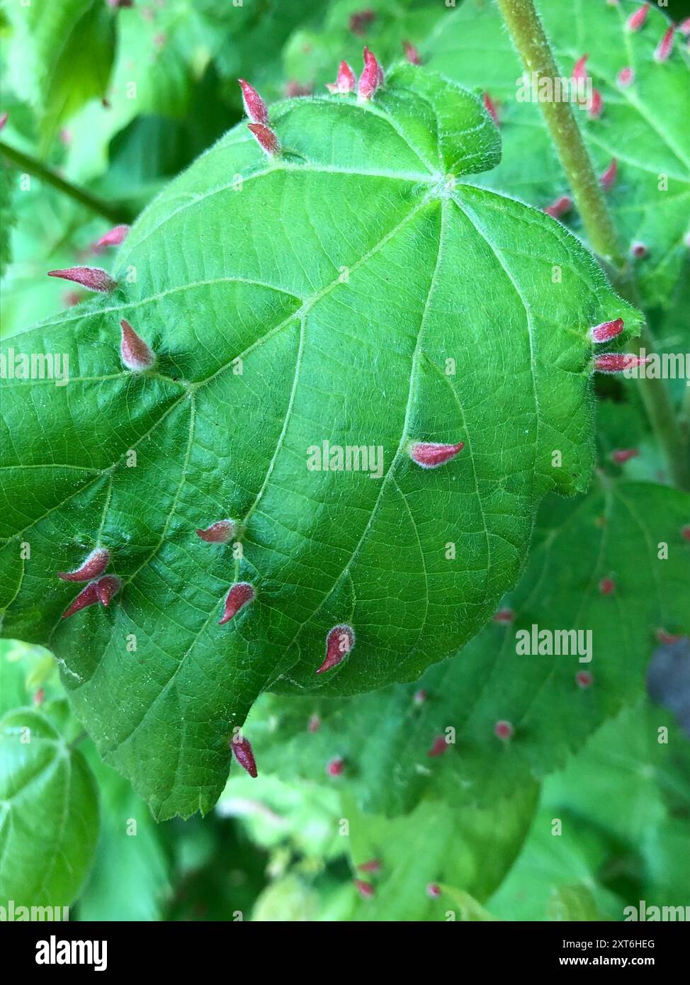 Red Nail Gall Mite (Eriophyes tiliae) Arachnida Stock Photo - Alamy
