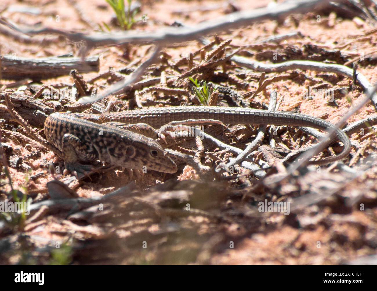 Western Whiptail (Aspidoscelis tigris) Reptilia Stock Photo - Alamy