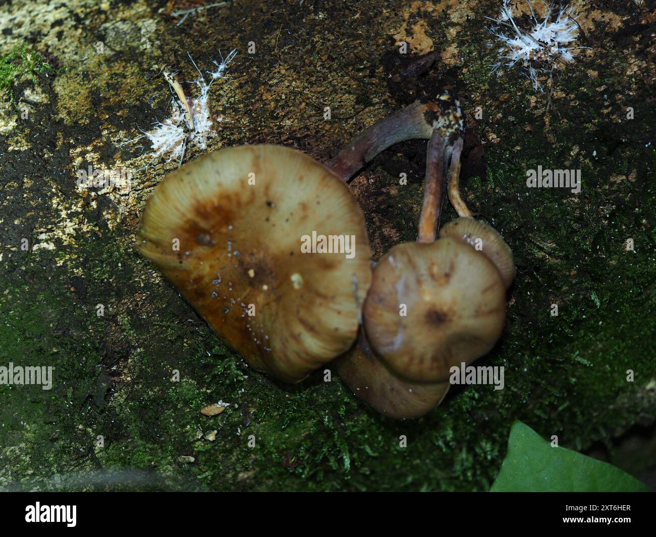 Austral Honey Mushroom (Armillaria novae-zelandiae) Fungi Stock Photo ...