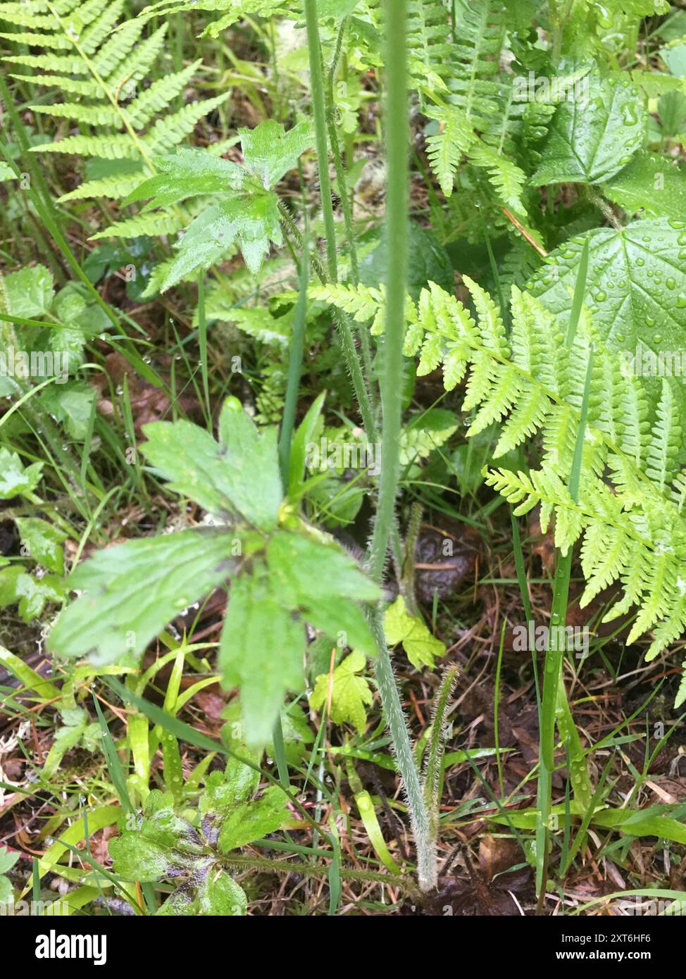 woodland buttercup (Ranunculus uncinatus) Plantae Stock Photo - Alamy