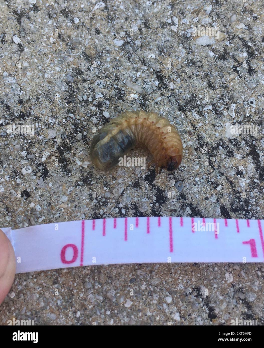 Scarabaeiform Beetles (Scarabaeiformia) Insecta Stock Photo - Alamy