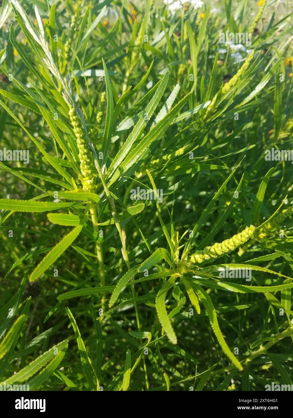 Texas Stillingia (Stillingia texana) Plantae Stock Photo - Alamy