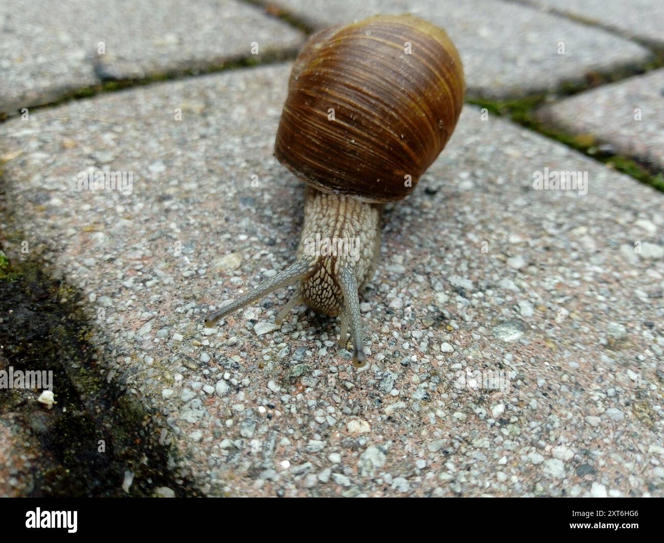Roman Snail (Helix pomatia) Mollusca Stock Photo - Alamy
